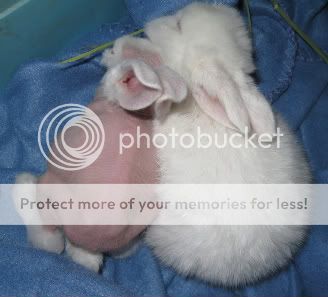 Hairless Bunny | Rabbits United