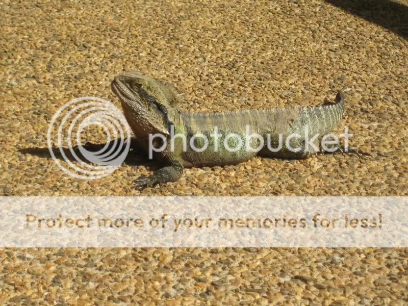 Cairns, October 2010 (very late) | Aussie Pythons & Snakes Forum