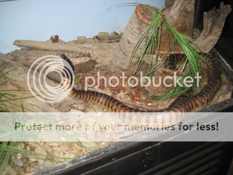 Cairns, October 2010 (very late) | Aussie Pythons & Snakes Forum