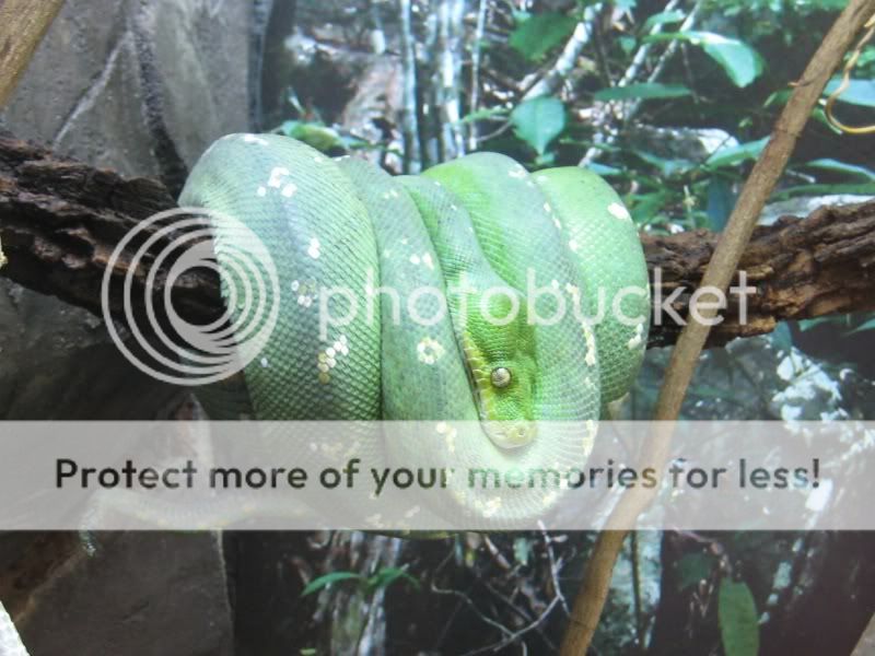 Cairns, October 2010 (very late) | Aussie Pythons & Snakes Forum